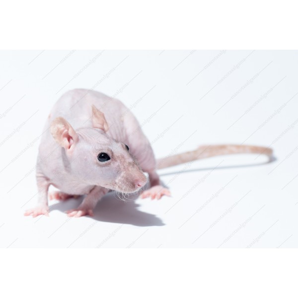 Comprar Rata Calva | Animales exóticos | Mascotas Algama